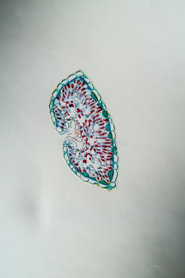 Heather Leaf Cross Section Under the Microscope, Stock Image - Image of ...