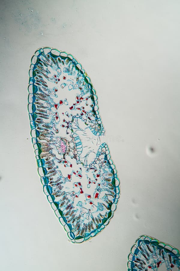 Heather Leaf Cross Section Under the Microscope, Stock Image - Image of ...