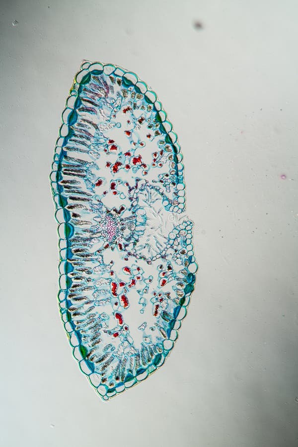 Heather Leaf Cross Section Under the Microscope, Stock Image - Image of ...
