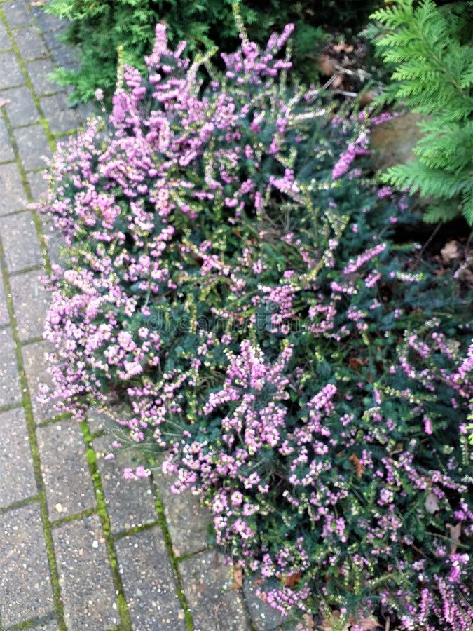 Pave the way with Heather stock image. Image of yard - 206165125