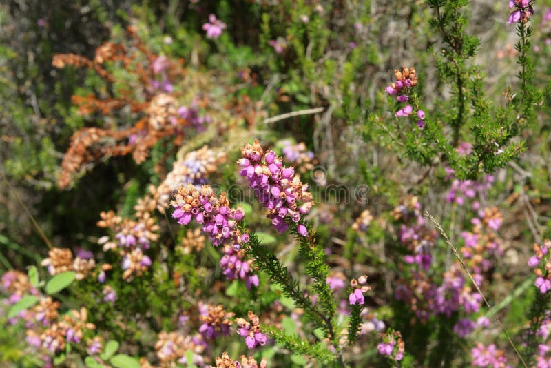 Heather, Ling (Calluna Vulgaris) Stock Image - Image of gelderland ...