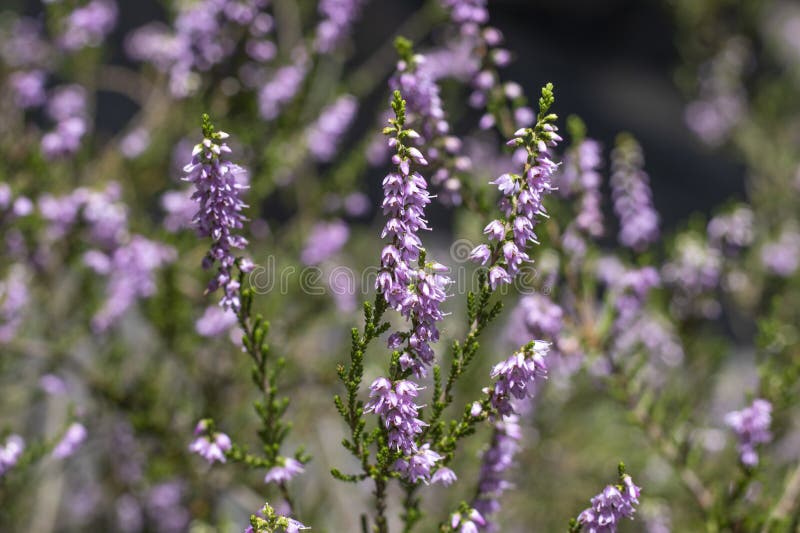Heather in the Mountains in Sachsen Germany Stock Photo - Image of ...