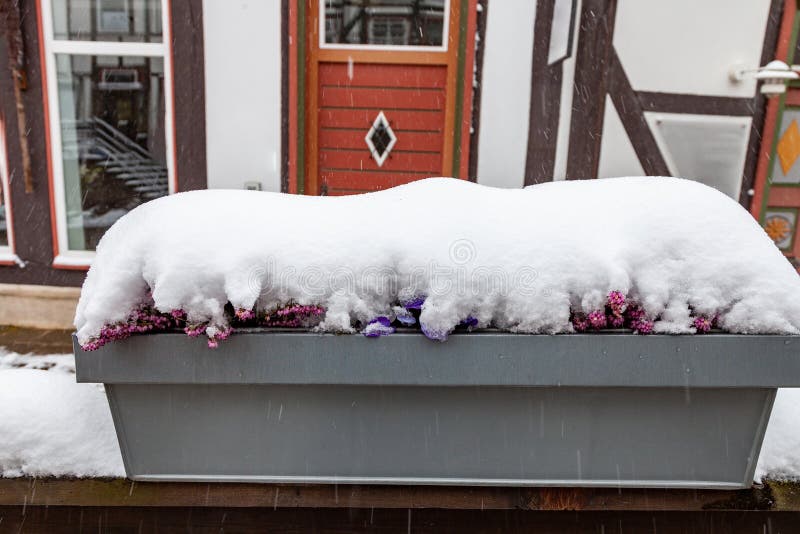 Heather and Pansy Violets Covered with Snow in a Flower Pot Outdoors ...