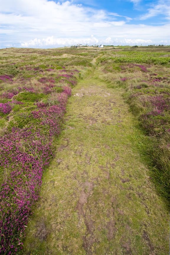 Heather path stock photo. Image of colored, moor, grass - 2841066