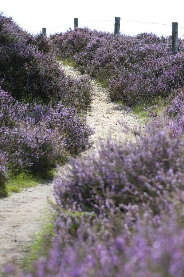 Heather Path stock photo. Image of holland, heather, environment - 4371288