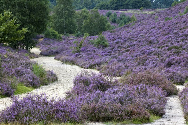 Heather Path stock image. Image of fine, dutch, erica - 4371439