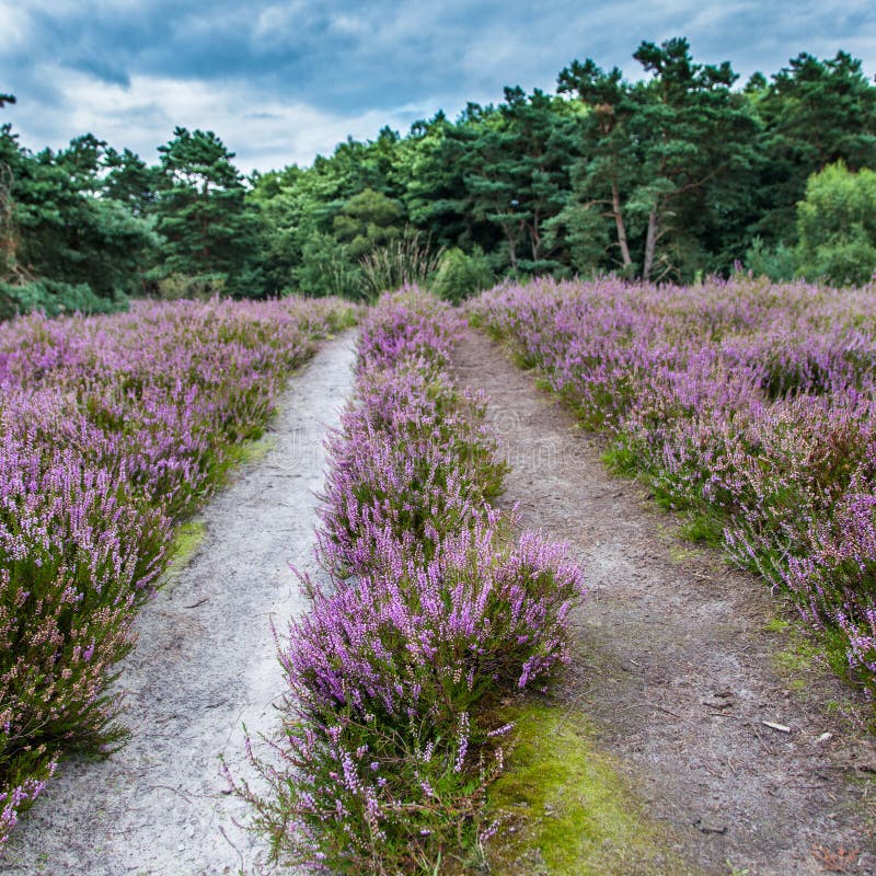 Heather Path Leading Towards a Forest Stock Image - Image of purple ...