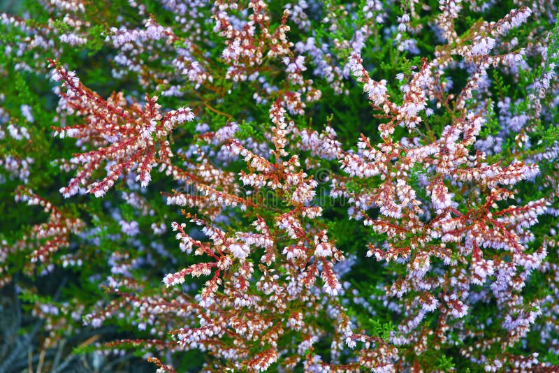 Heather pattern stock image. Image of flower, season - 27381139