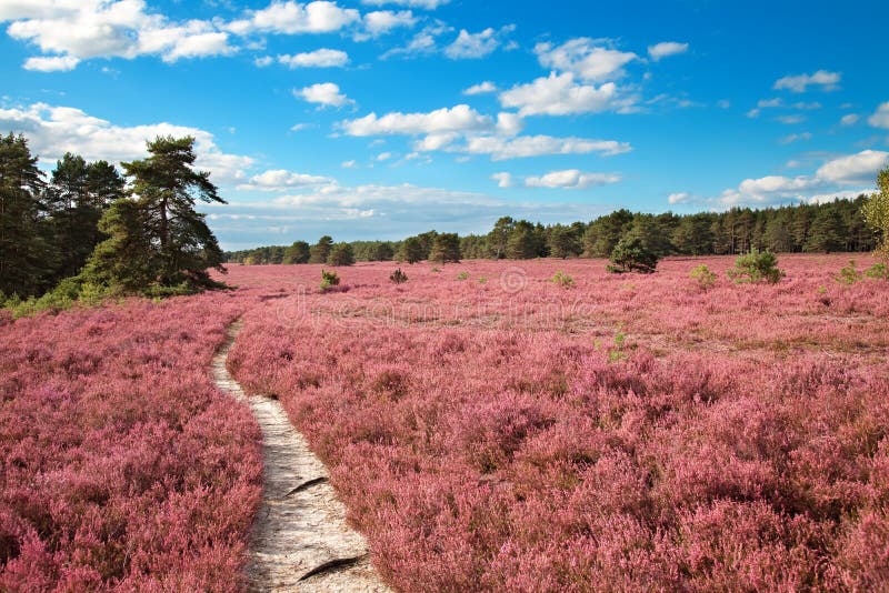 Heather stock image. Image of flower, heide, erica, path - 82756255