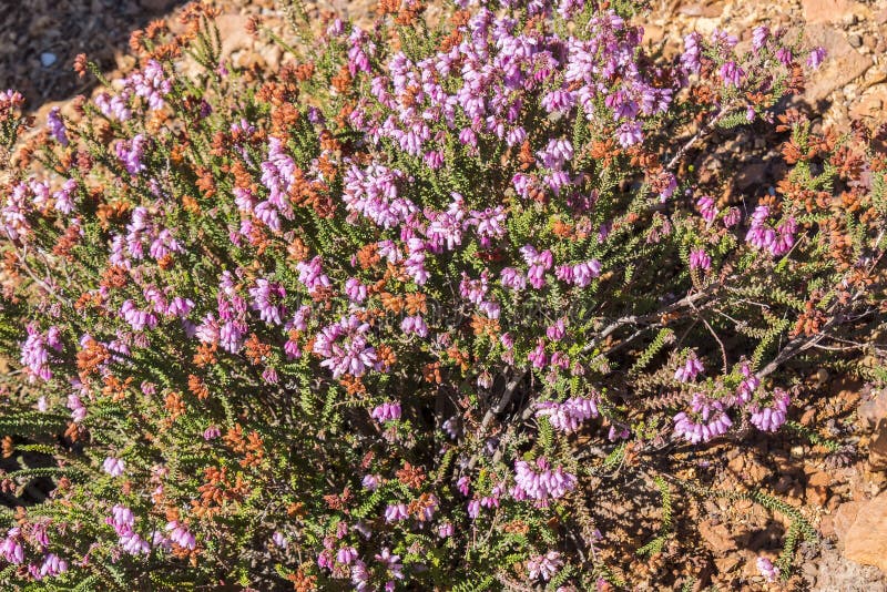 Heather Plant in Flower in Autumn Stock Image - Image of purple, bloom ...