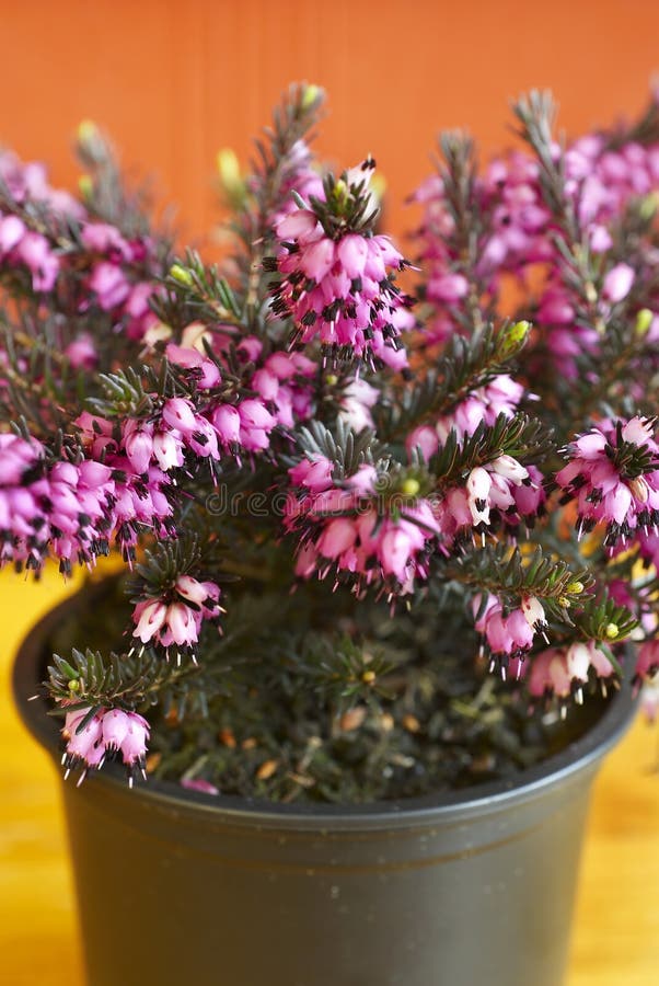 Heather in pot stock image. Image of nature, herb, freshness - 13948469