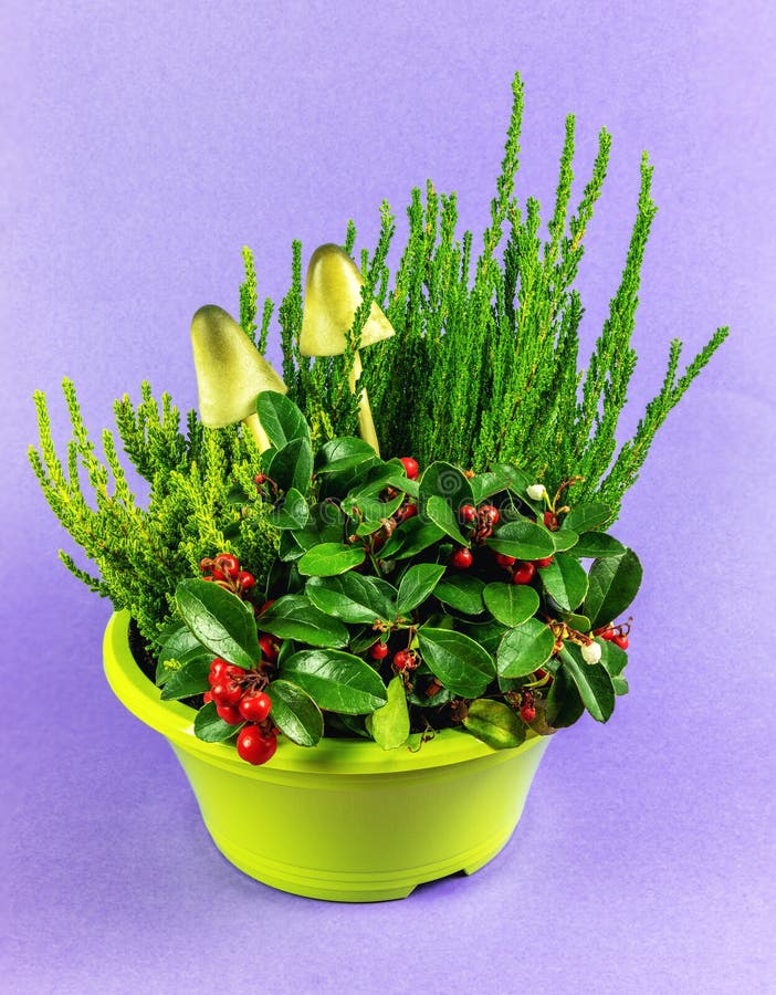 Heather in a Pot with Decor View from Above Stock Photo - Image of ...