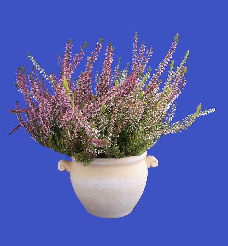 Sprig of Purple Heather - Isolated Stock Photo - Image of heather ...