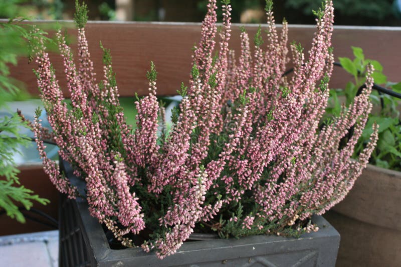 Heather stock image. Image of bloom, plant, terrace, life - 99955355
