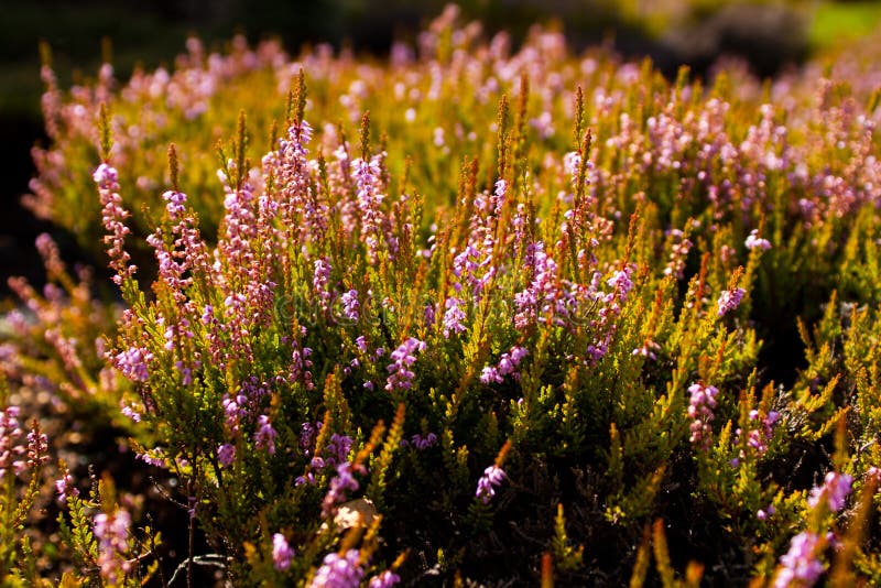 Heather stock photo. Image of background, heath, blooming - 37148454