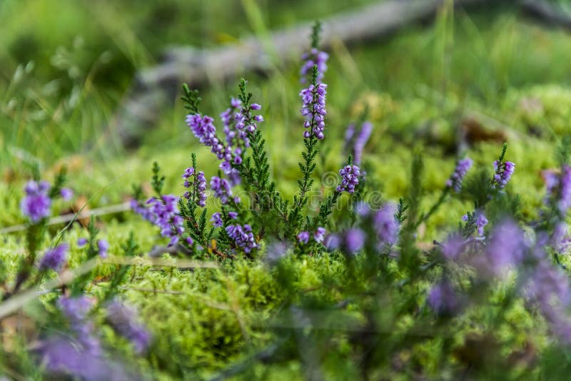 Heather stock photo. Image of natural, blue, lupine - 100498668