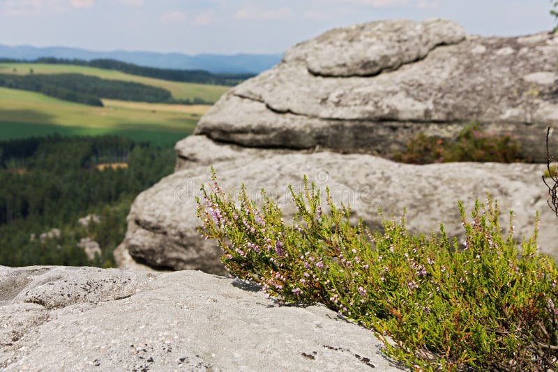 Heather on the rock stock photo. Image of landscape, protection - 42936990