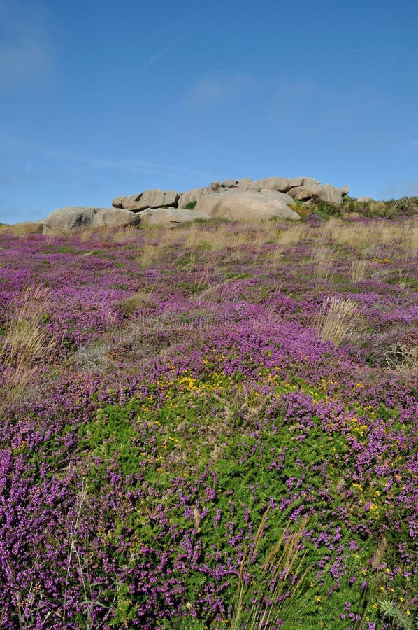 Heather and Rock on the Pink Granite Coast in Brittany Stock Image ...