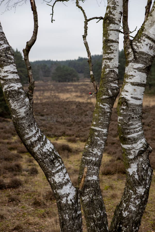 Heather Seen Along Birch Trees Stock Image - Image of trunk, natural ...