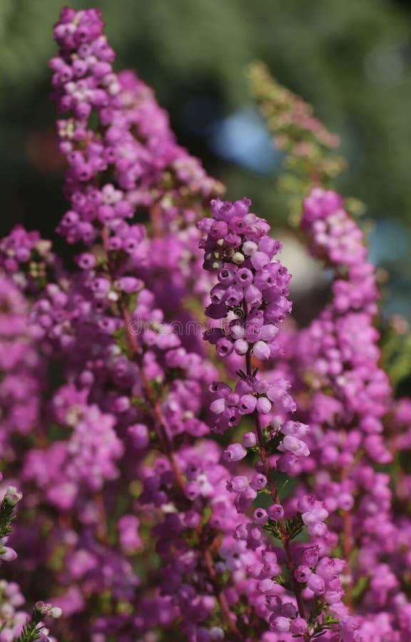 Heather Shrub with Blooming Flowers Outdoors, Closeup Stock Image ...