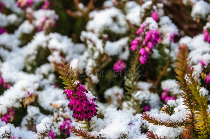 Heather and snow stock image. Image of snow, winter, bright - 27627519