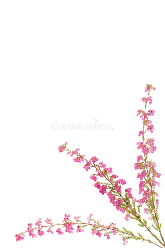 Heather sprig stock photo. Image of leaf, single, erica - 26666282