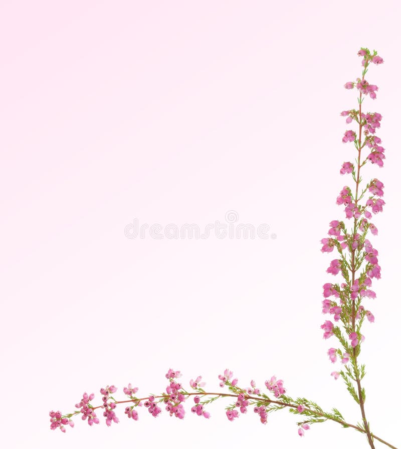 Heather Sprig with Pink Flowers Stock Photo - Image of blooming, leaf ...