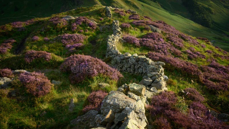 Heather by a Stone Wall, Langdale, Lake District Stock Photo - Image of ...