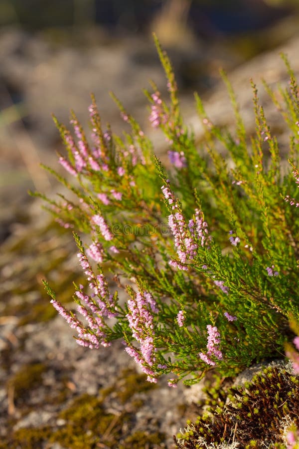 Heather in the summer stock photo. Image of blossom, sunlight - 32845990