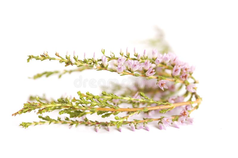 Heather Flowers in Pots Outside Stock Image - Image of heather, bloom ...