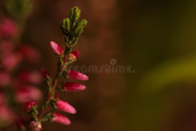Heather Twig with Beautiful Flowers on Blurred Background, Closeup ...