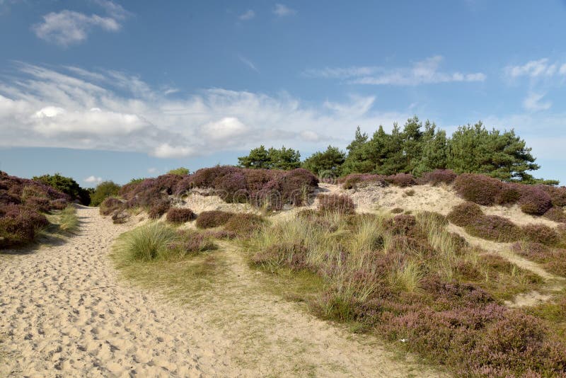 Heather Walk by Studland Bay Stock Photo - Image of dorset, maritime ...
