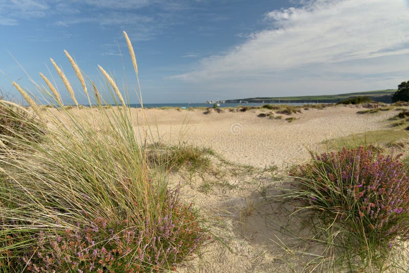 Heather Walk by Studland Bay Stock Photo - Image of britain, dorset ...