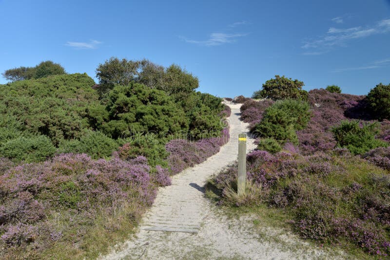 Heather Walk by Studland Bay Stock Image - Image of shrub, plant: 84768731