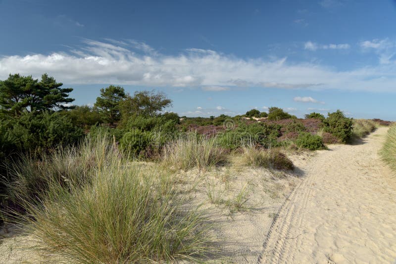 Heather Walk by Studland Bay Stock Image - Image of shrub, plant: 84768731