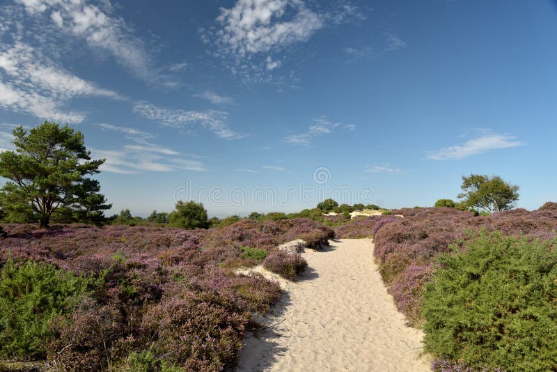 Heather Walk by Studland Bay Stock Image - Image of grass, scenic: 84772535