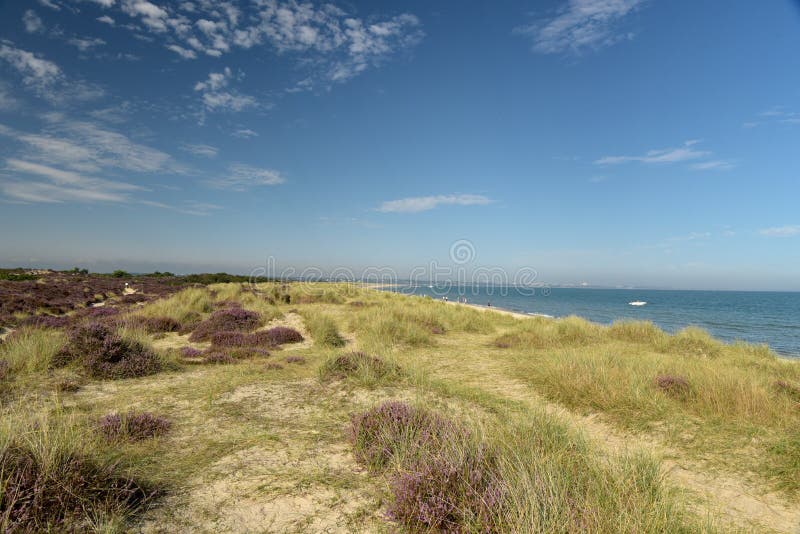 Heather Walk by Studland Bay Stock Photo - Image of studland, coast ...