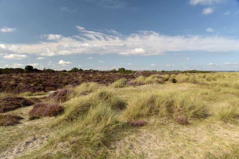 Heather Walk by Studland Bay Stock Image - Image of botany, shrub: 84794887