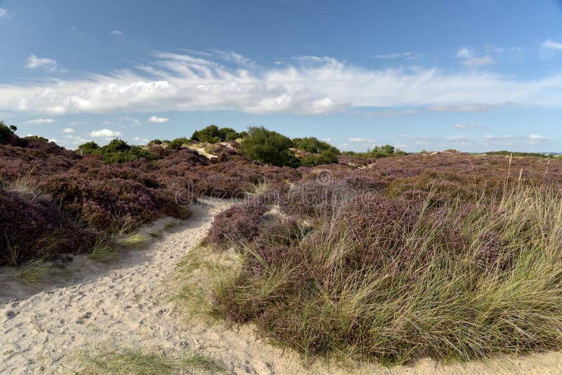 Heather Walk by Studland Bay Stock Image - Image of nature, path: 84795347