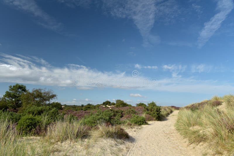 Heather Walk by Studland Bay Stock Photo - Image of hike, dune: 84796612