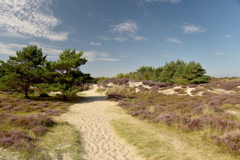 Heather Walk by Studland Bay Stock Image - Image of shrub, plant: 84768731