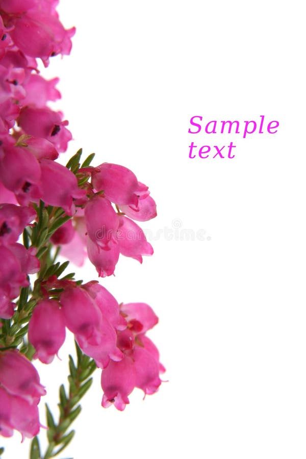 Heather sprig stock photo. Image of macro, color, flora - 26666278