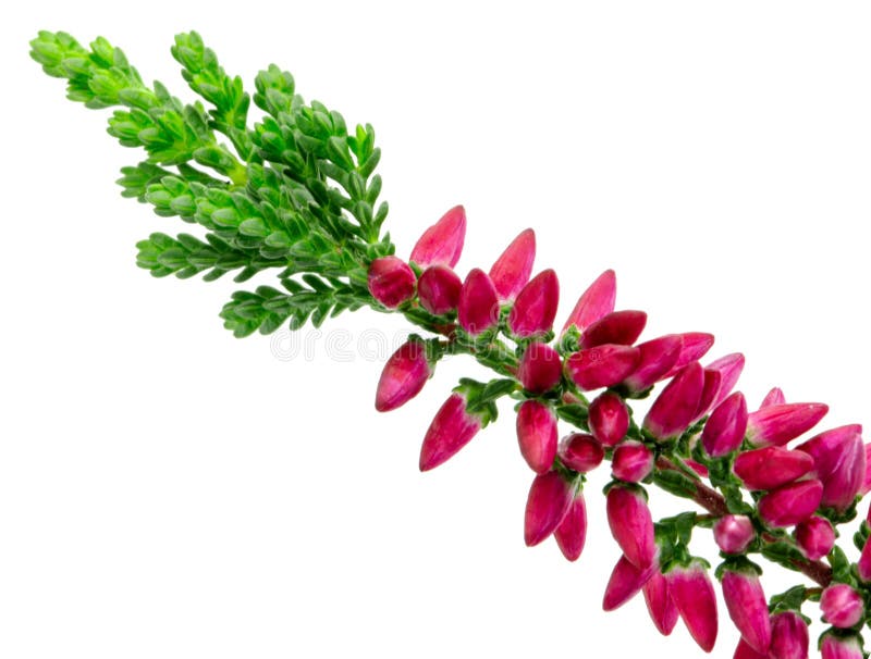 Heather on White Background Stock Photo - Image of nature, botany ...