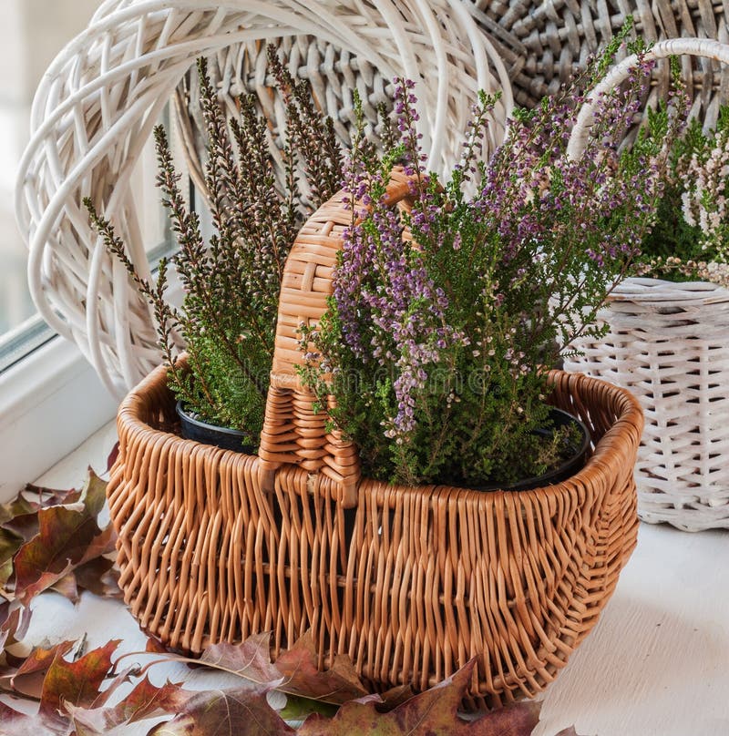 Heather on the window stock image. Image of bouquet, floret - 57084005
