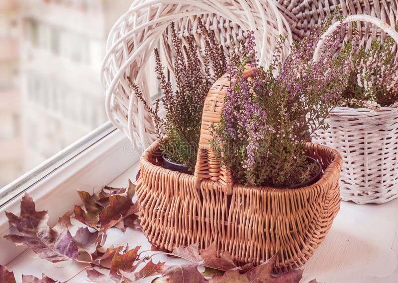 Heather on the Window. Toning Stock Image - Image of bouquet, romantic ...