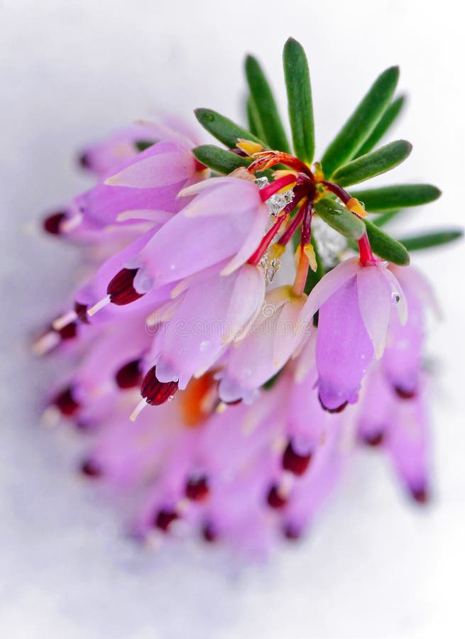 Heather in the Winter with Blossom in the Snow Stock Image - Image of ...