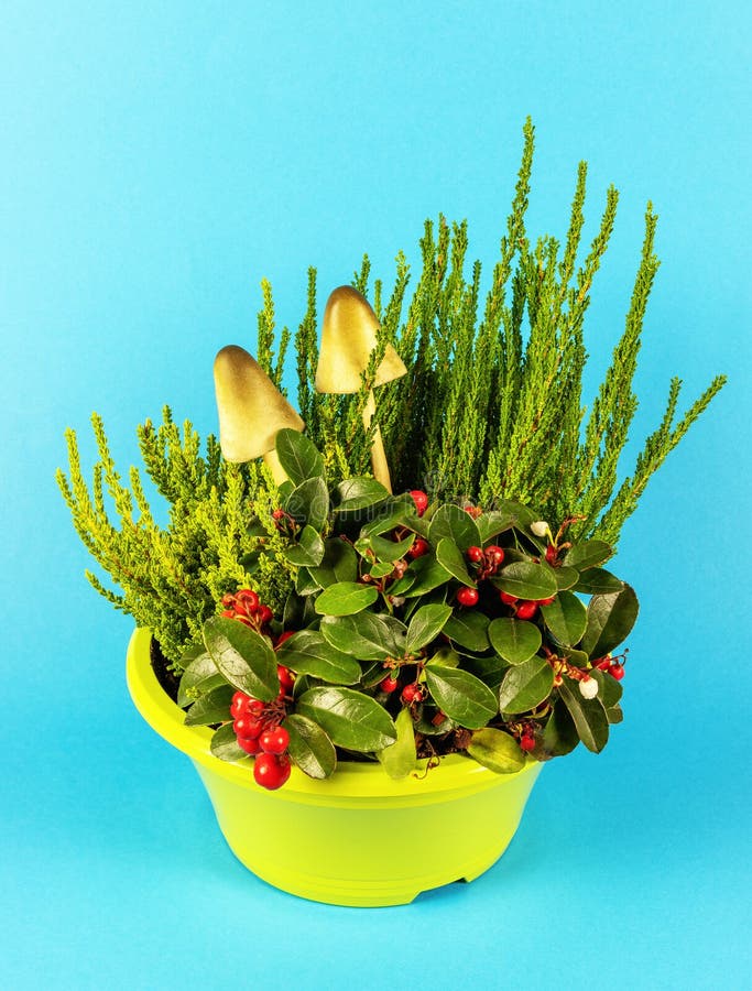 Heather in a Pot with Decor View from Above Stock Photo - Image of ...