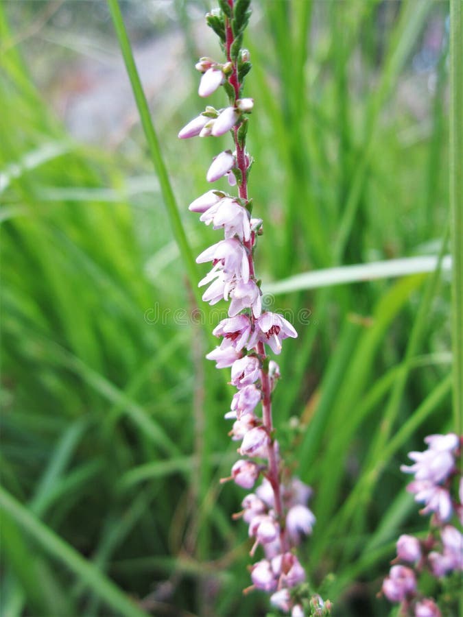Heatherstem stock photo. Image of flowers, green, macro - 108884418