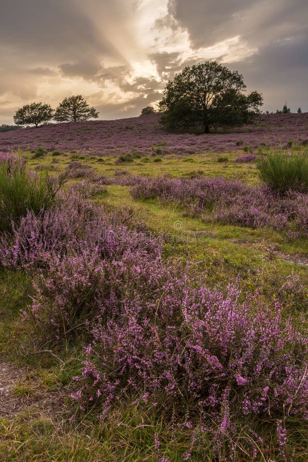 Heathland stock photo. Image of heathland, posbank, parkland - 27146526