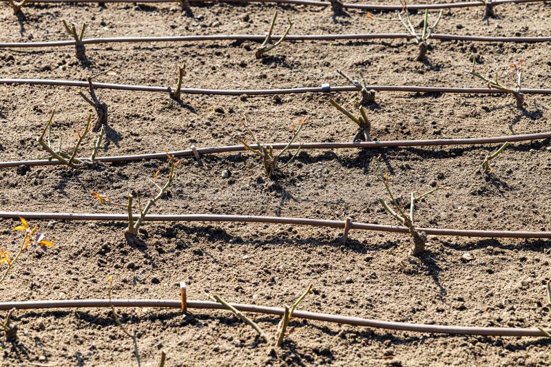Heating System for Growing Roses in Open Ground Stock Photo - Image of ...